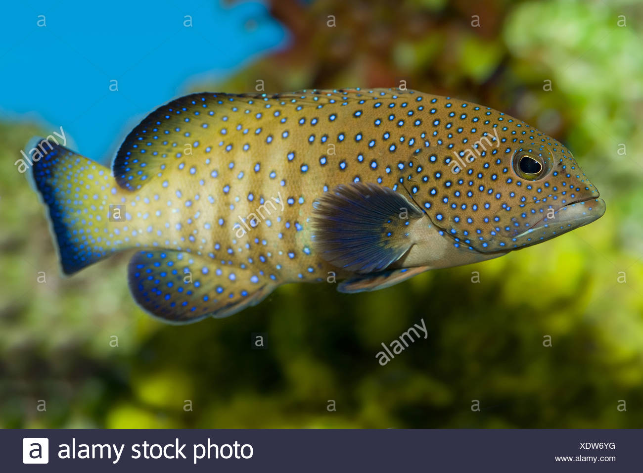 Spotted Grouper Fish High Resolution Stock Photography and Images - Alamy