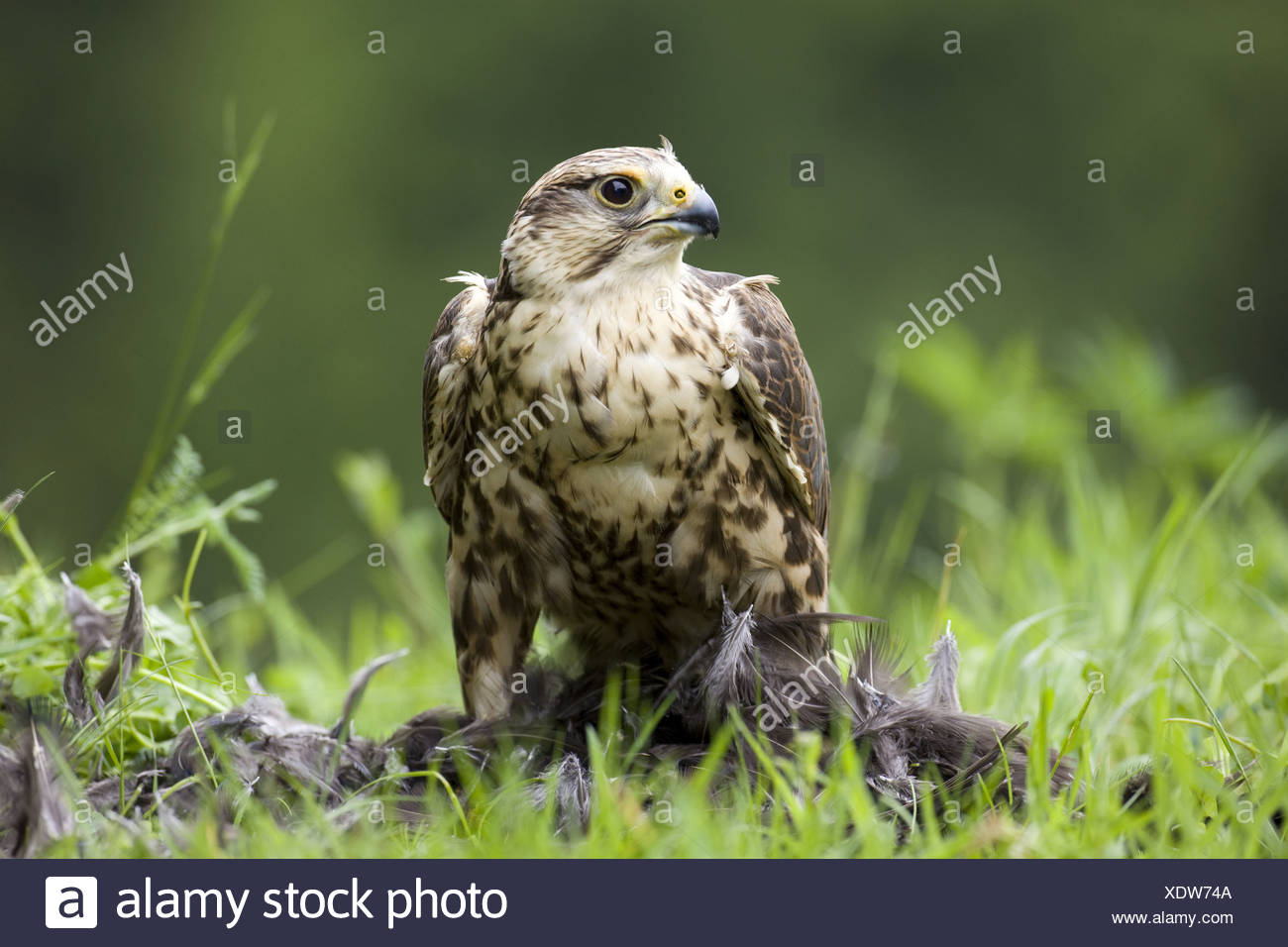 Common Falcon High Resolution Stock Photography and Images - Alamy