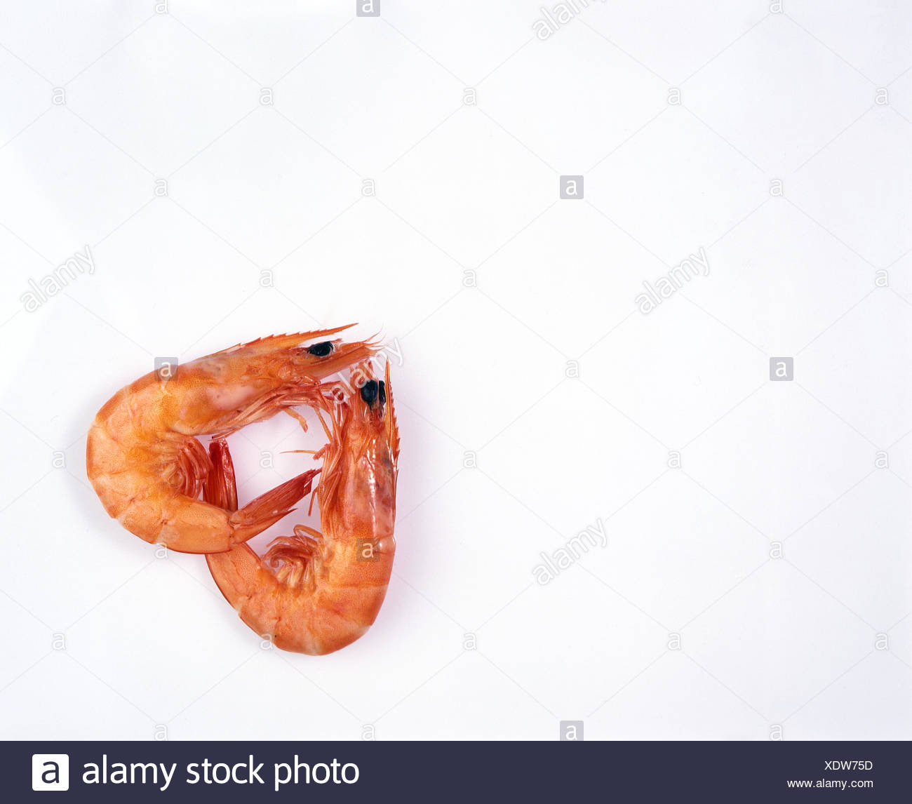Common Prawns High Resolution Stock Photography and Images - Alamy