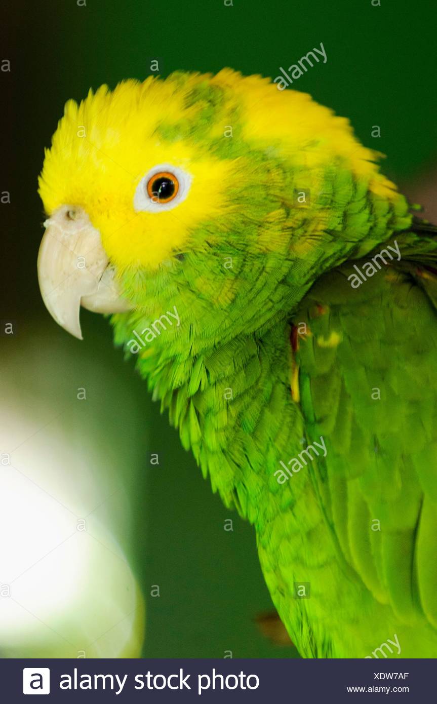 Double Yellow Headed Amazon Parrot High Resolution Stock Photography ...