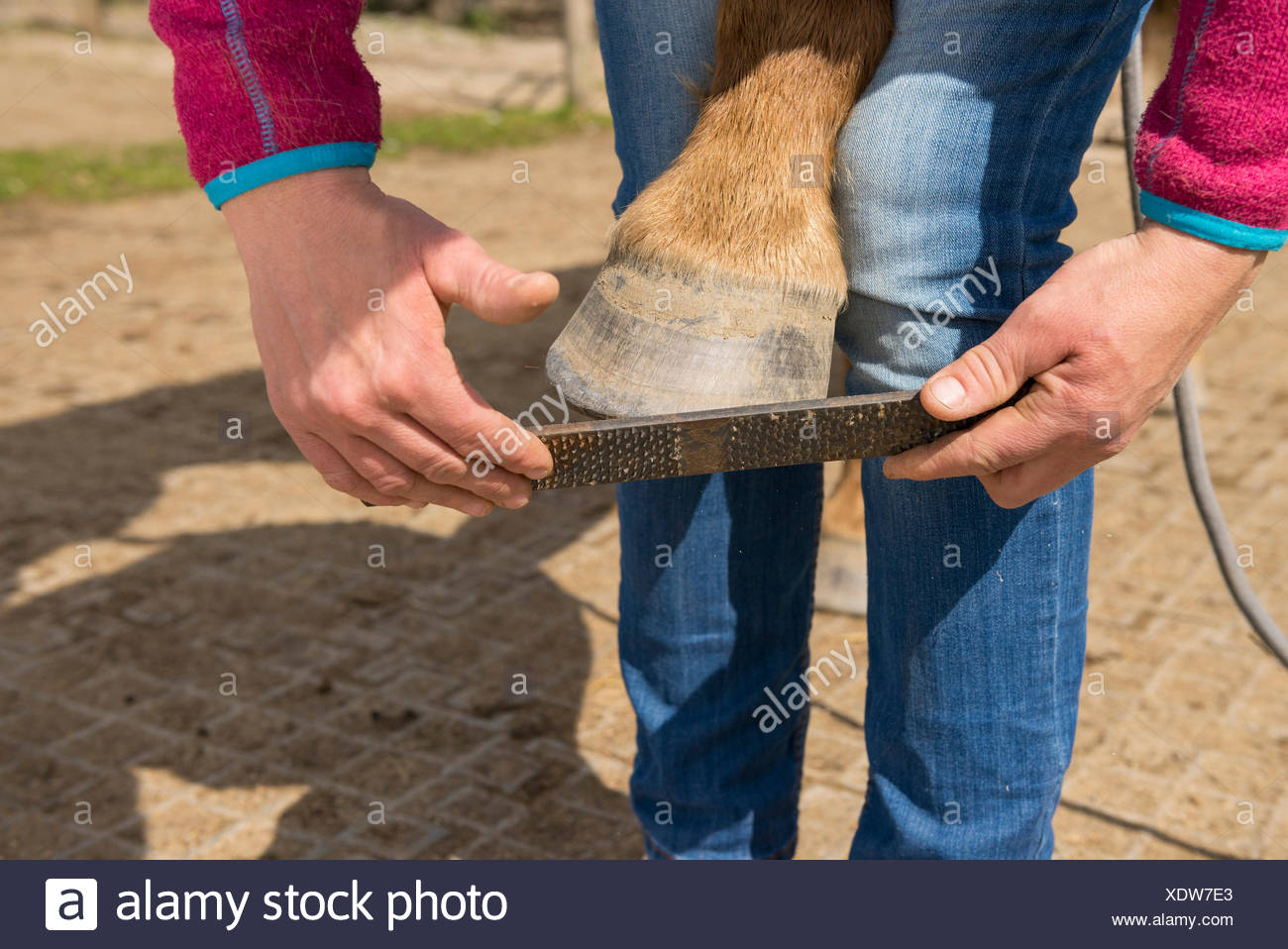 Human Horses High Resolution Stock Photography and Images - Alamy