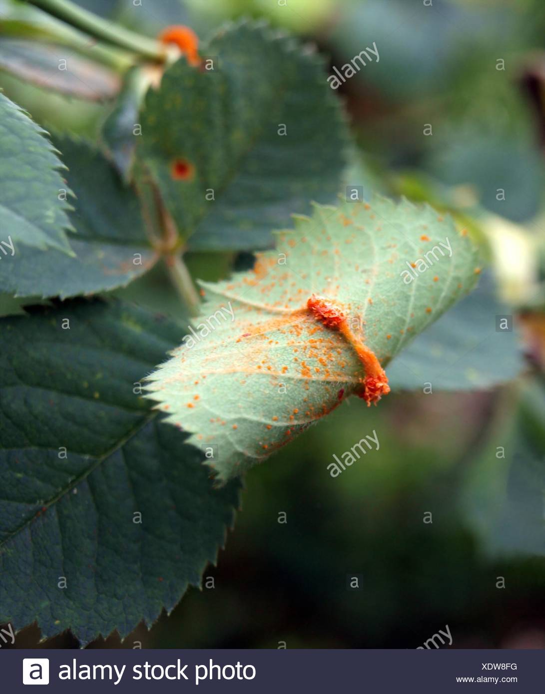 Rosenrost Stock Photos & Rosenrost Stock Images - Alamy