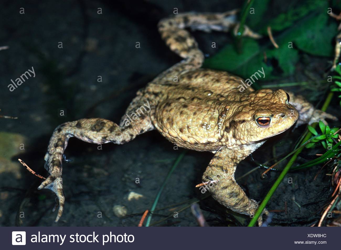 Pairing Toads High Resolution Stock Photography and Images - Alamy