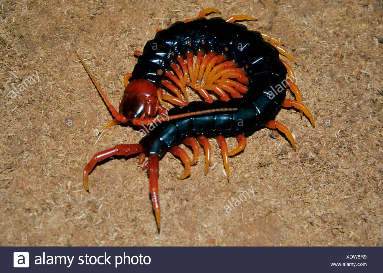 Scolopendra Stock Photos & Scolopendra Stock Images - Alamy
