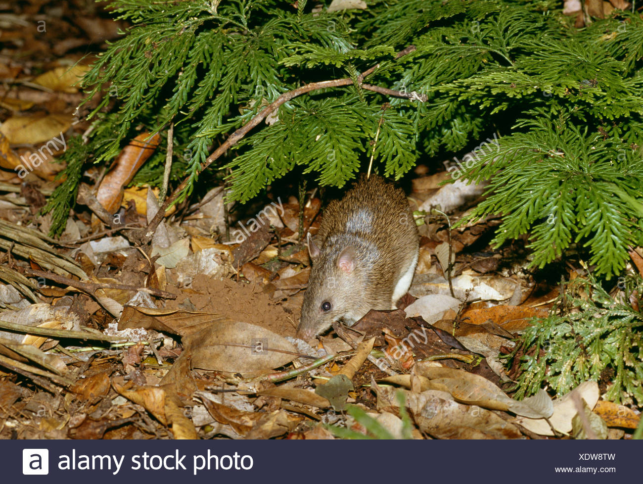 Bandicoot And Australia High Resolution Stock Photography and Images ...