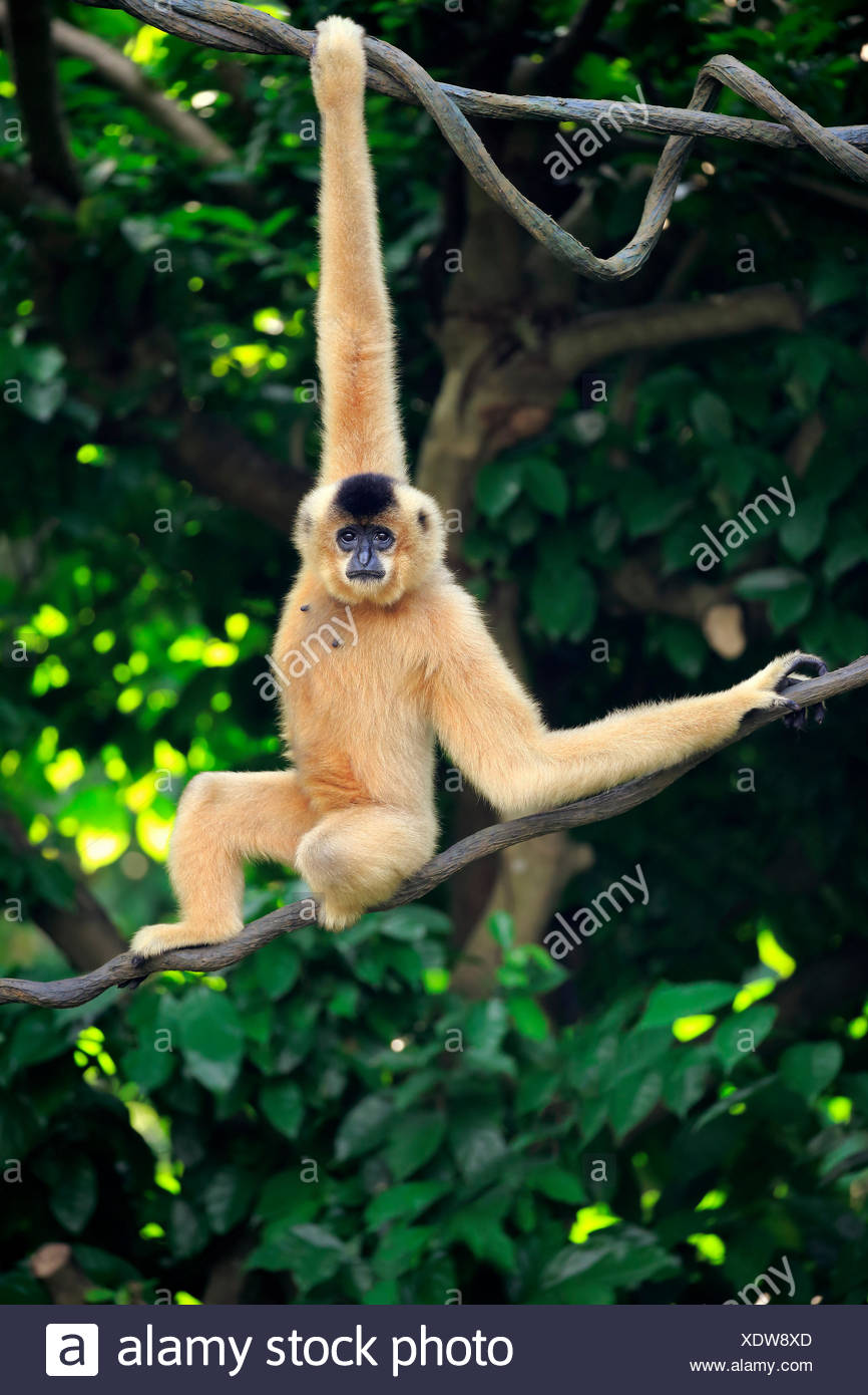 Southern Yellow Cheeked Crested Gibbon High Resolution Stock ...