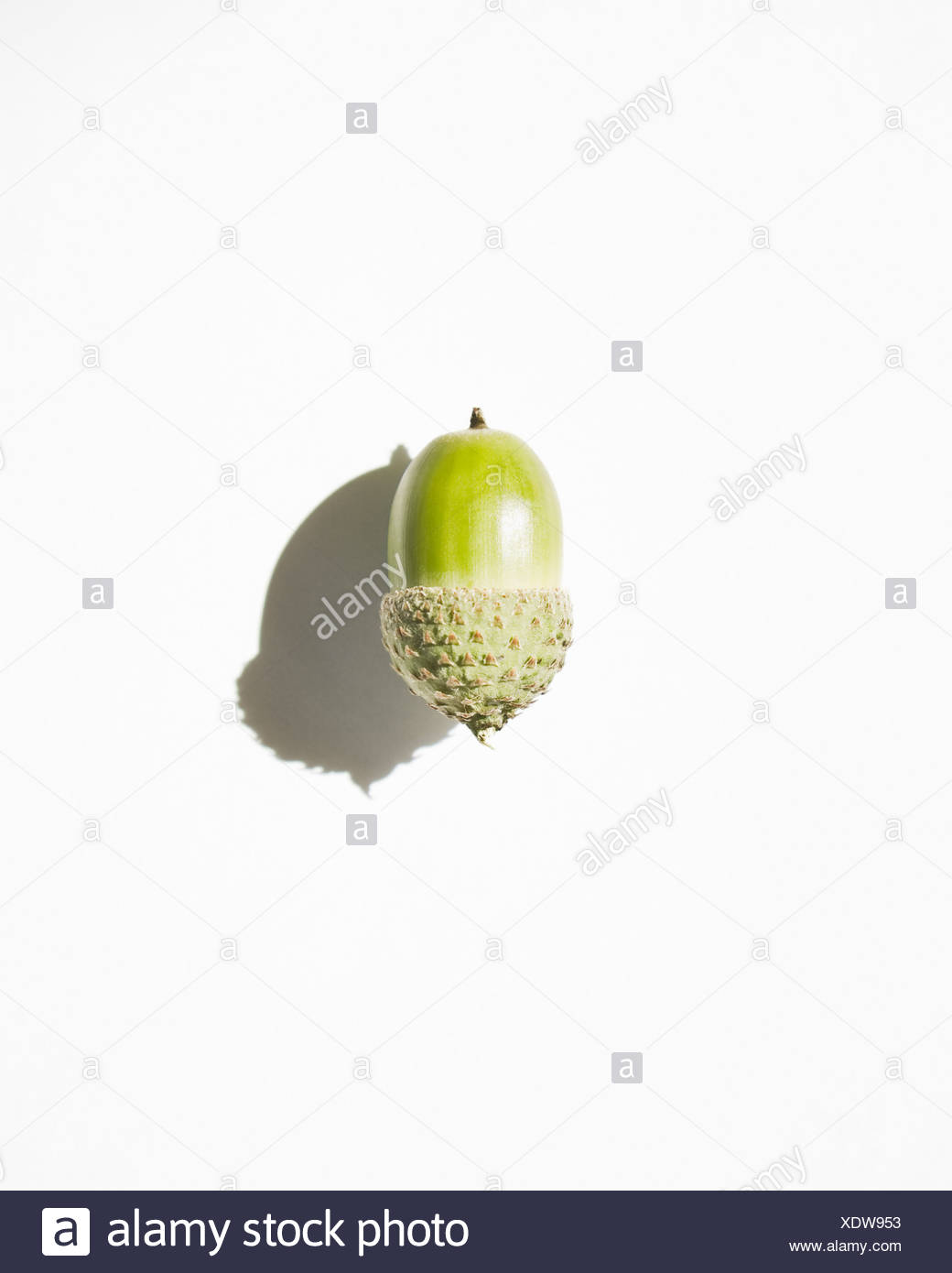 Acorn Stock Photos & Acorn Stock Images - Alamy