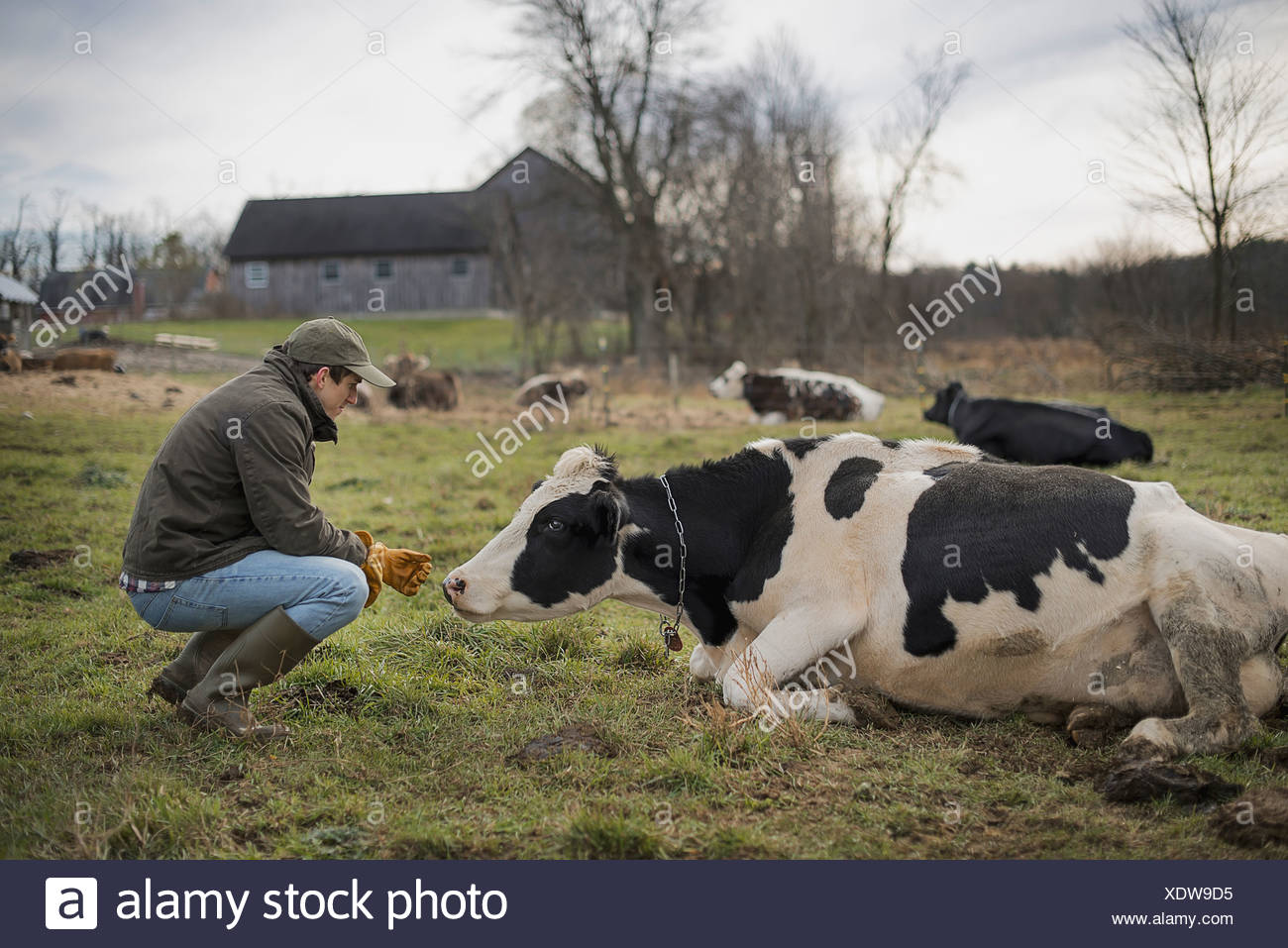 Man And Cows High Resolution Stock Photography and Images - Alamy