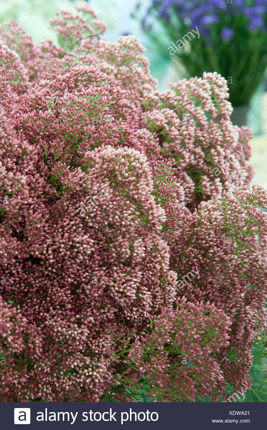 Ozothamnus Stock Photos & Ozothamnus Stock Images - Alamy