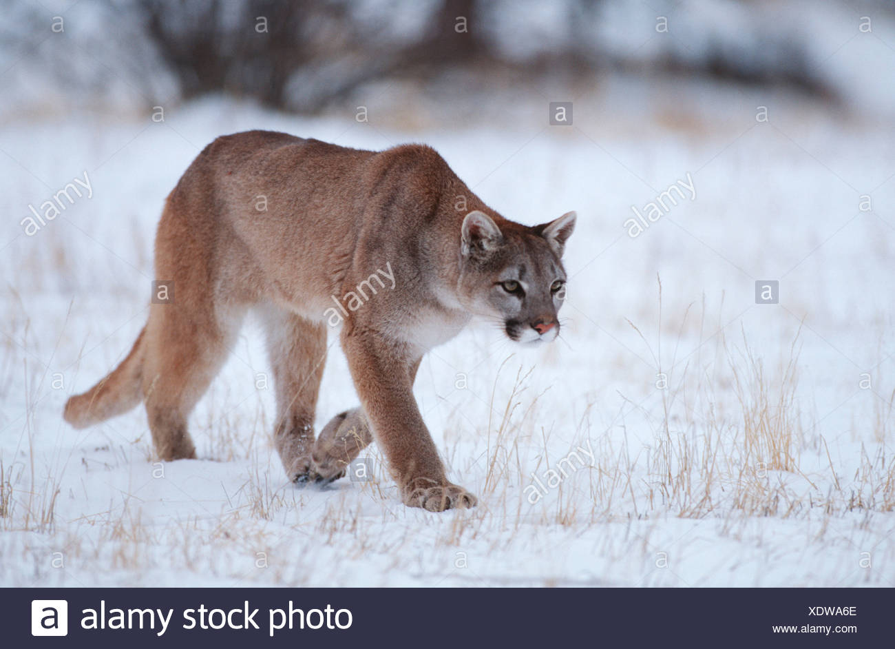 American Lion Stock Photos & American Lion Stock Images - Alamy