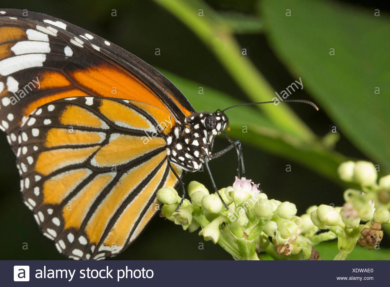 Striped Tiger Butterfly Stock Photos & Striped Tiger Butterfly Stock ...