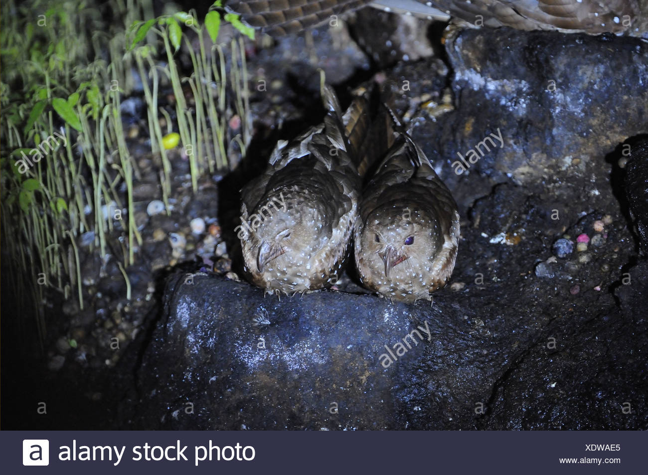 Oilbird Trinidad High Resolution Stock Photography and Images - Alamy