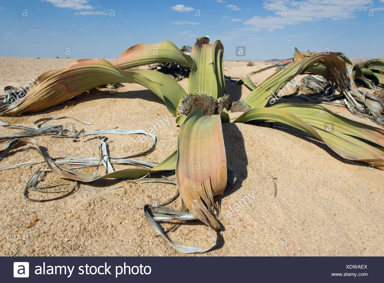 Wild Flowers Of Namibia High Resolution Stock Photography and Images ...