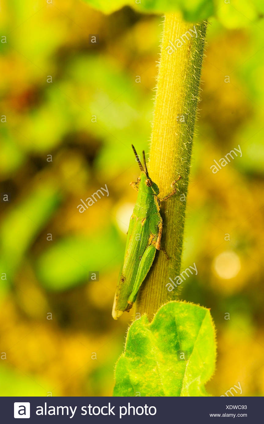 Enormous Grasshopper High Resolution Stock Photography and Images - Alamy