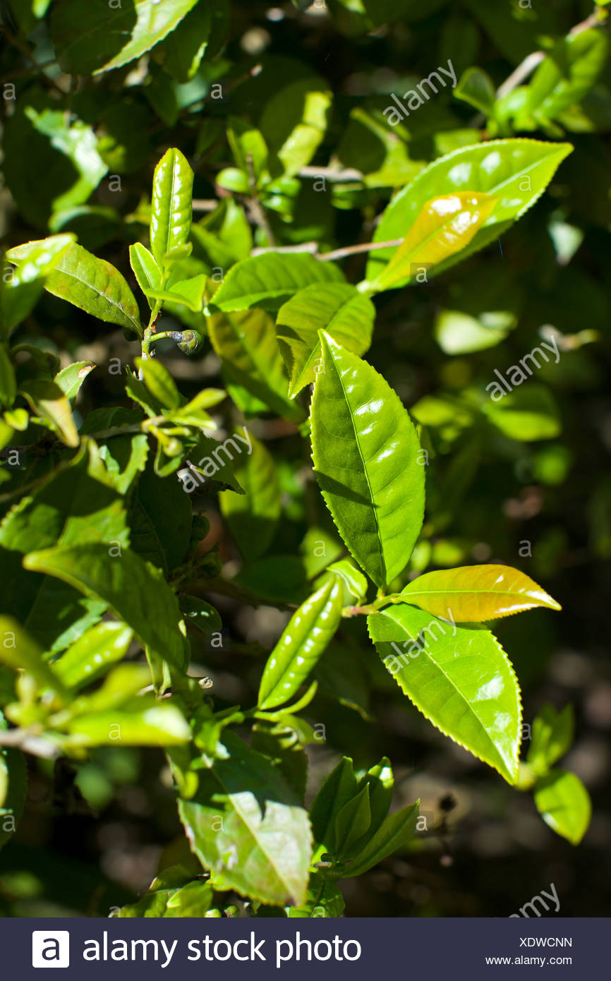 Tea Plant (thea Sinensis) High Resolution Stock Photography and Images ...