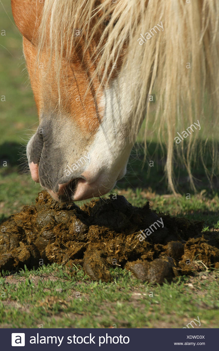 Horse Feces High Resolution Stock Photography and Images - Alamy