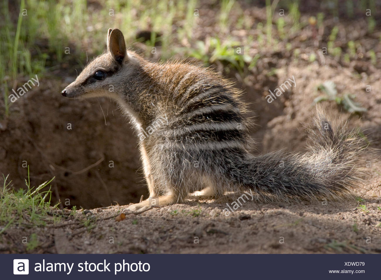 Myrmecobius Fasciatus High Resolution Stock Photography and Images - Alamy