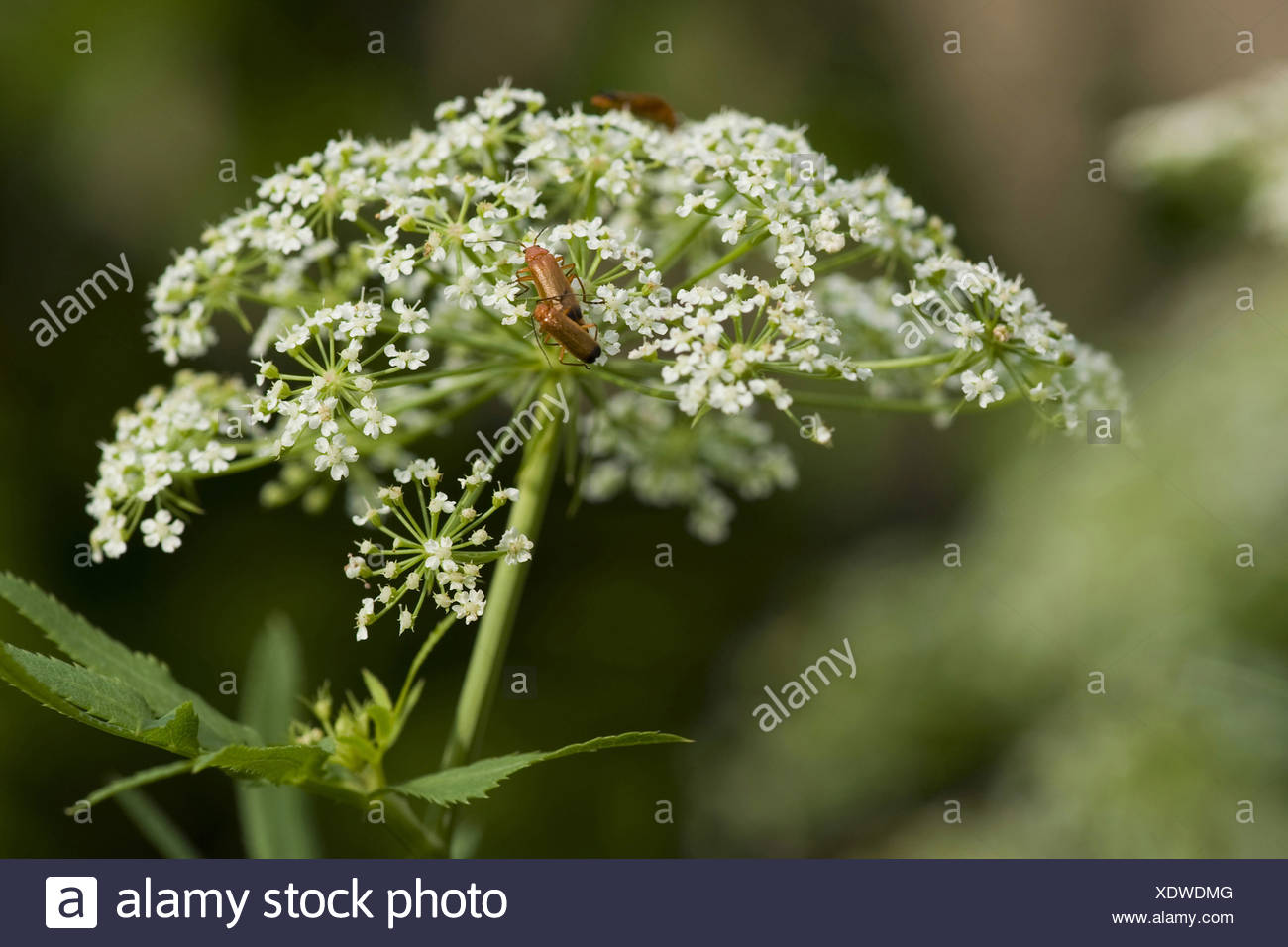 Has Sium High Resolution Stock Photography and Images - Alamy