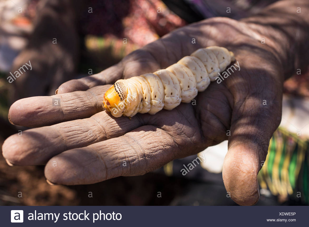 Witchetty Grub Australia High Resolution Stock Photography and Images ...