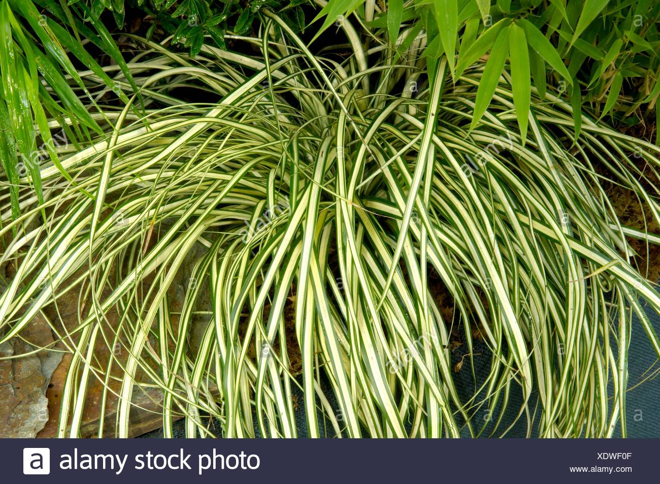 Carex Evergold Stock Photos & Carex Evergold Stock Images - Alamy
