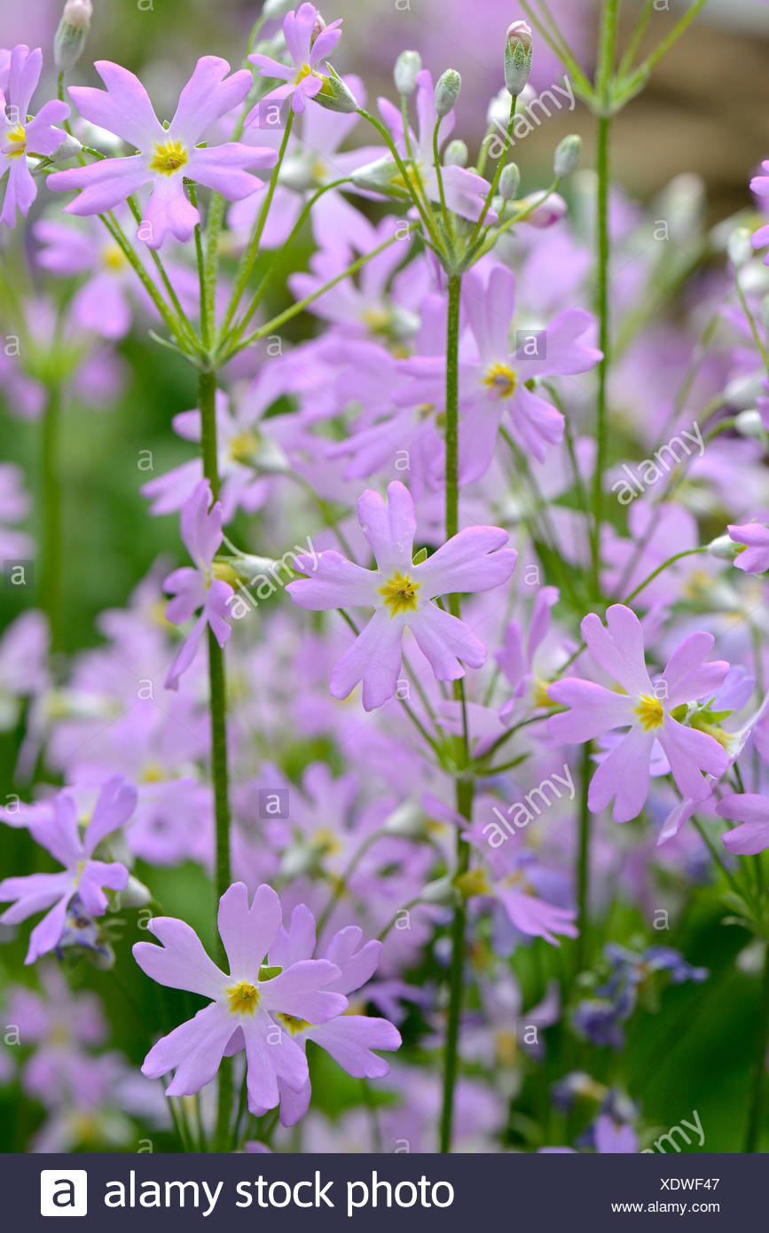Primula Malacoides High Resolution Stock Photography and Images - Alamy