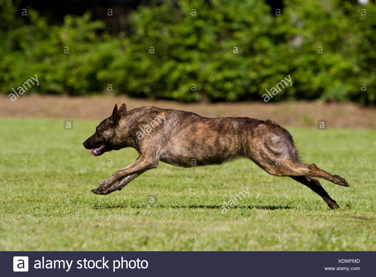 Dutch Herder High Resolution Stock Photography and Images - Alamy