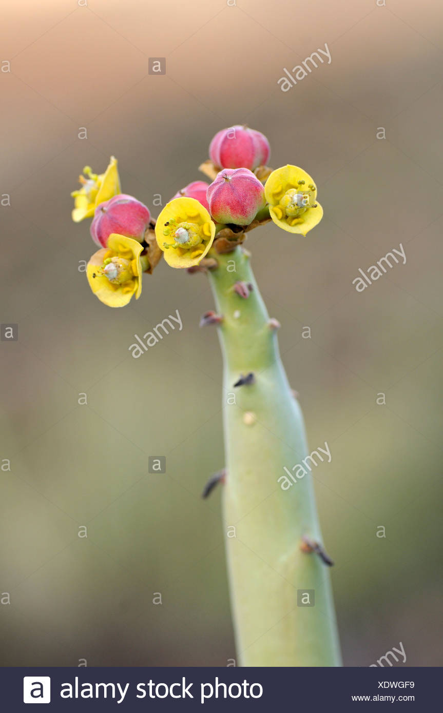 Fructification Stock Photos & Fructification Stock Images - Alamy