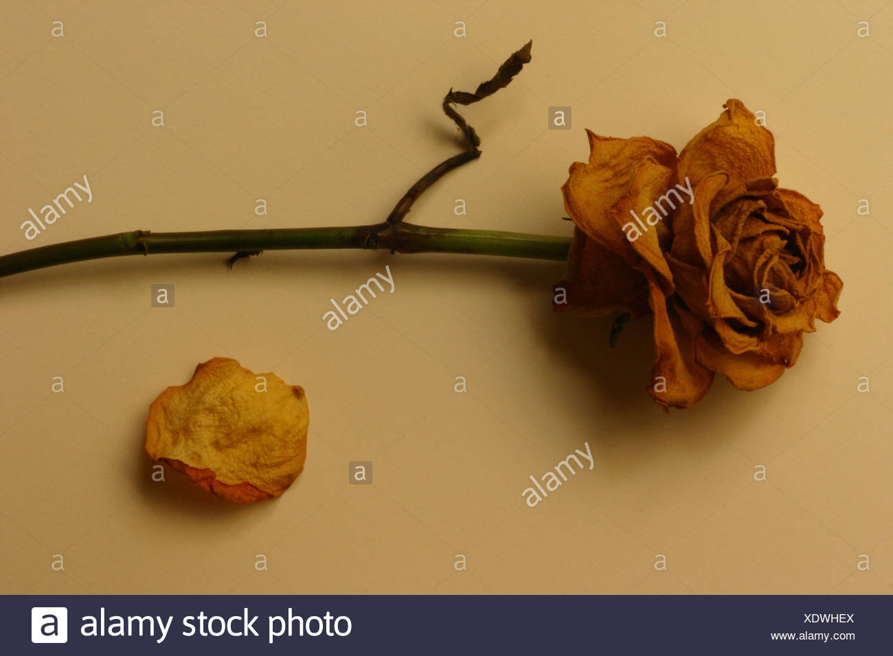 Wilted Rose High Resolution Stock Photography and Images - Alamy