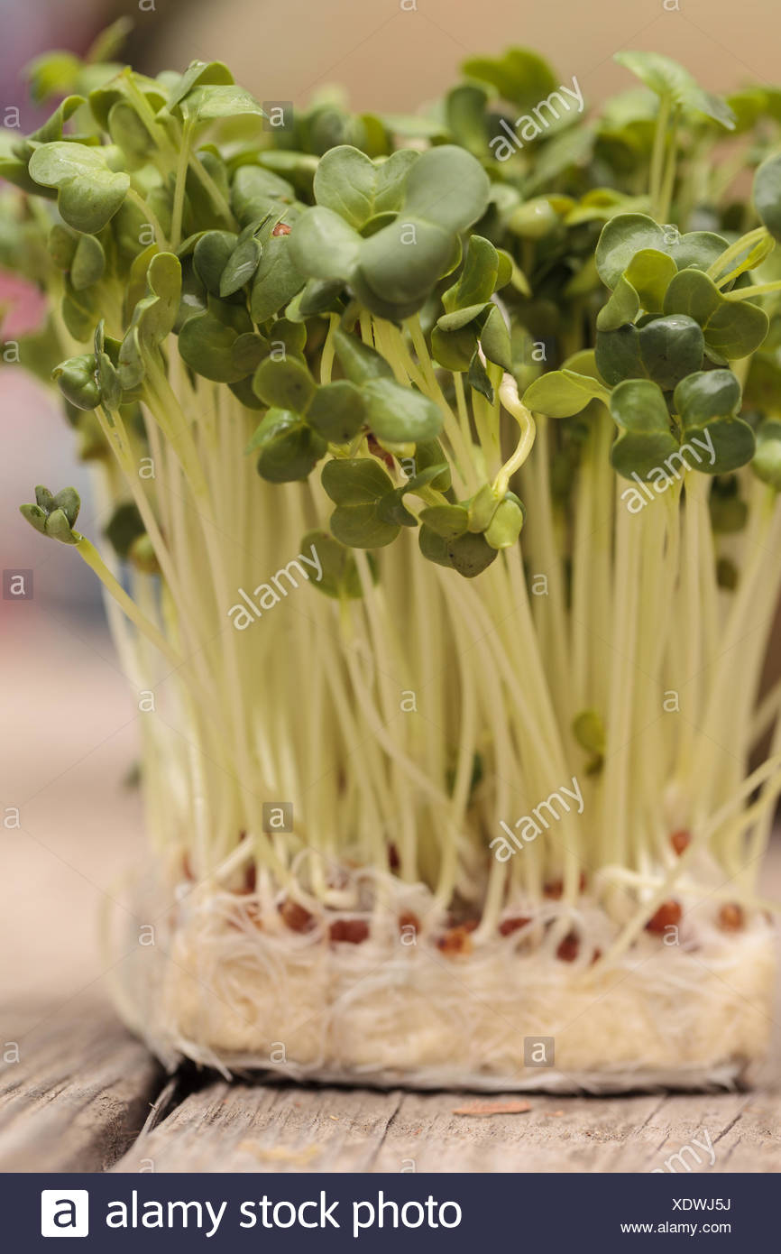 Radish Sprouts High Resolution Stock Photography and Images - Alamy