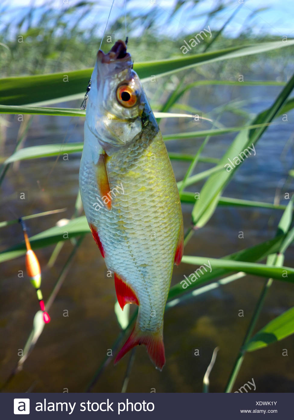 Rudd Silver Fish High Resolution Stock Photography and Images - Alamy