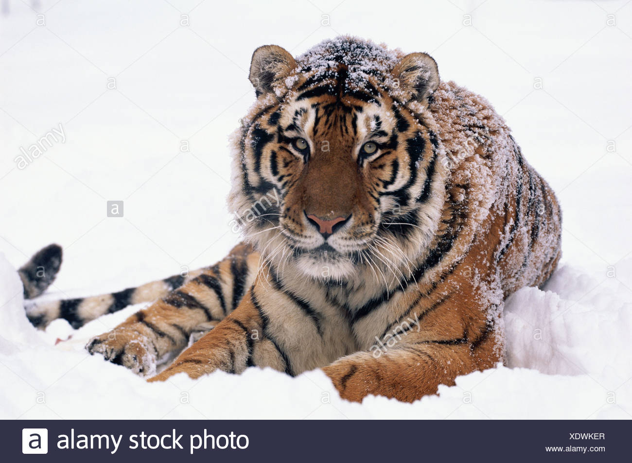 Siberian Tiger High Resolution Stock Photography and Images - Alamy