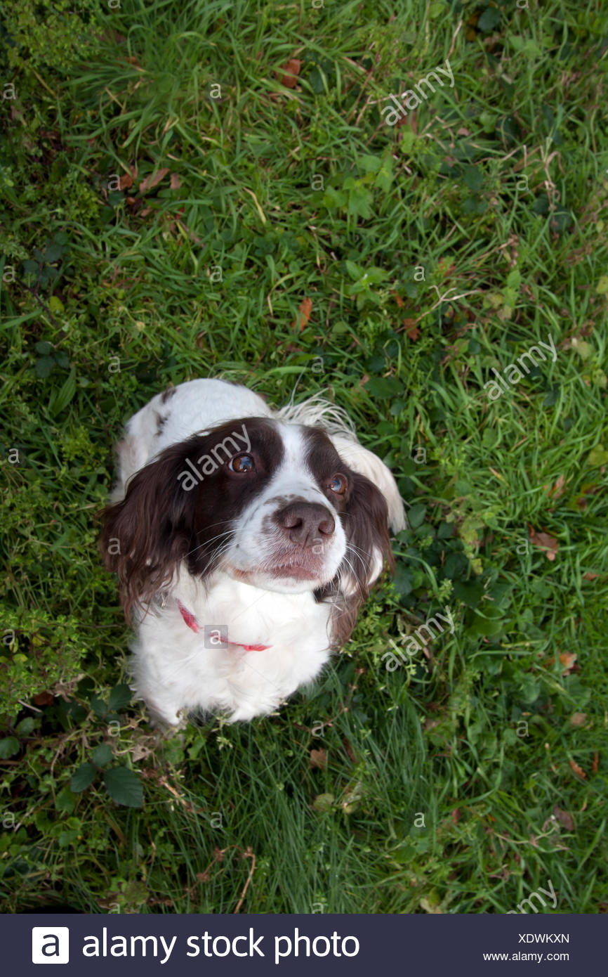 Sprocker Spaniel High Resolution Stock Photography and Images - Alamy