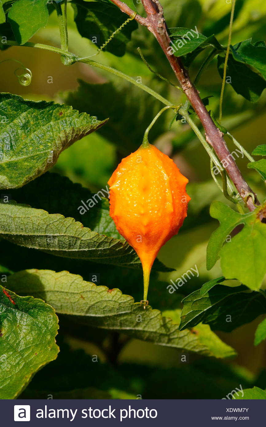 Balsam Apple Stock Photos & Balsam Apple Stock Images - Alamy