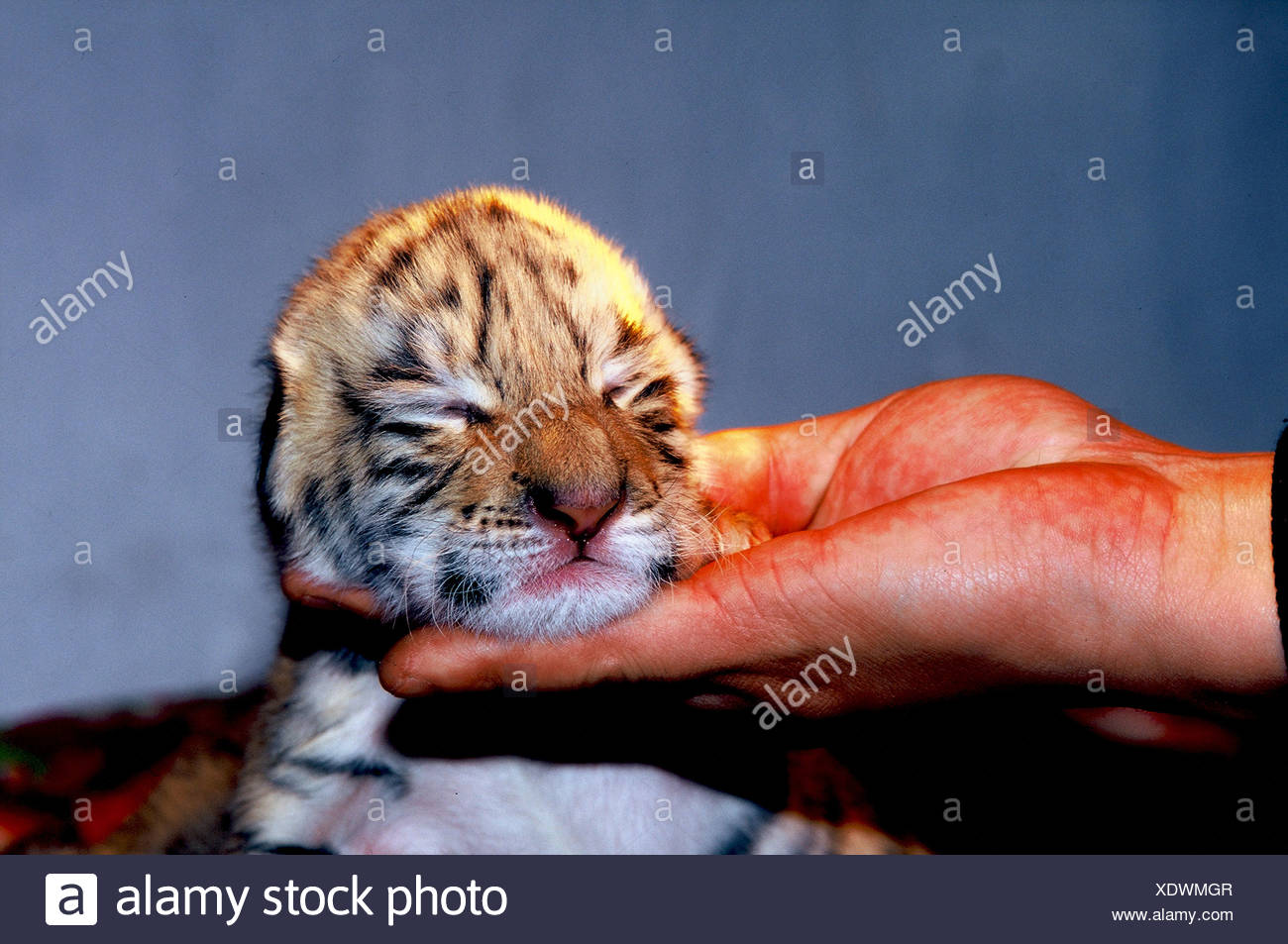 Tiger Cub Sleeping Stock Photos & Tiger Cub Sleeping Stock Images - Alamy