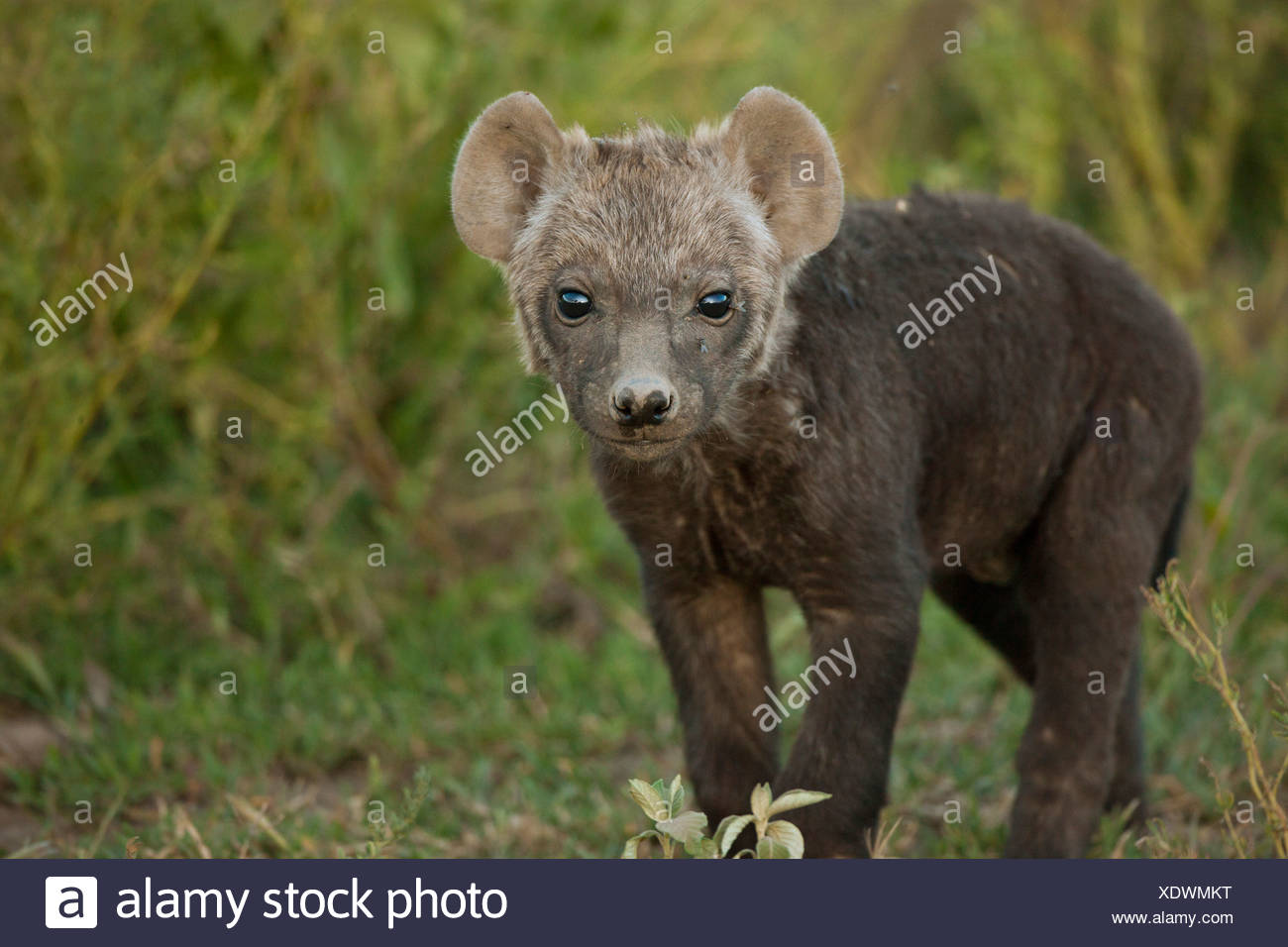 Laughing Hyena Cub High Resolution Stock Photography and Images - Alamy