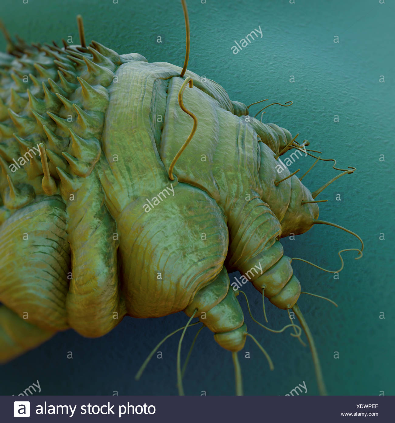 Scabies Mite High Resolution Stock Photography and Images - Alamy