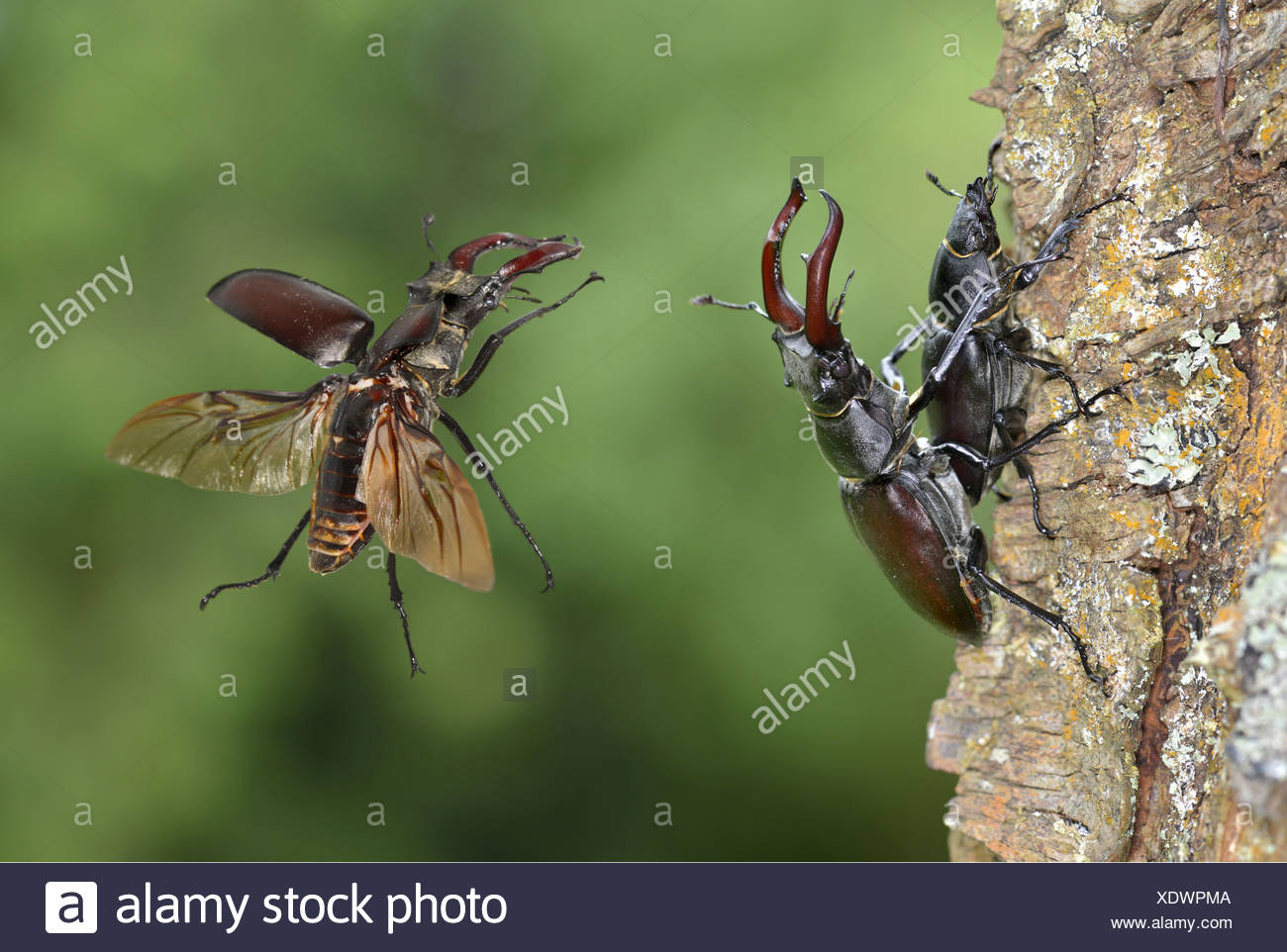 Flying Insects Mating High Resolution Stock Photography and Images - Alamy