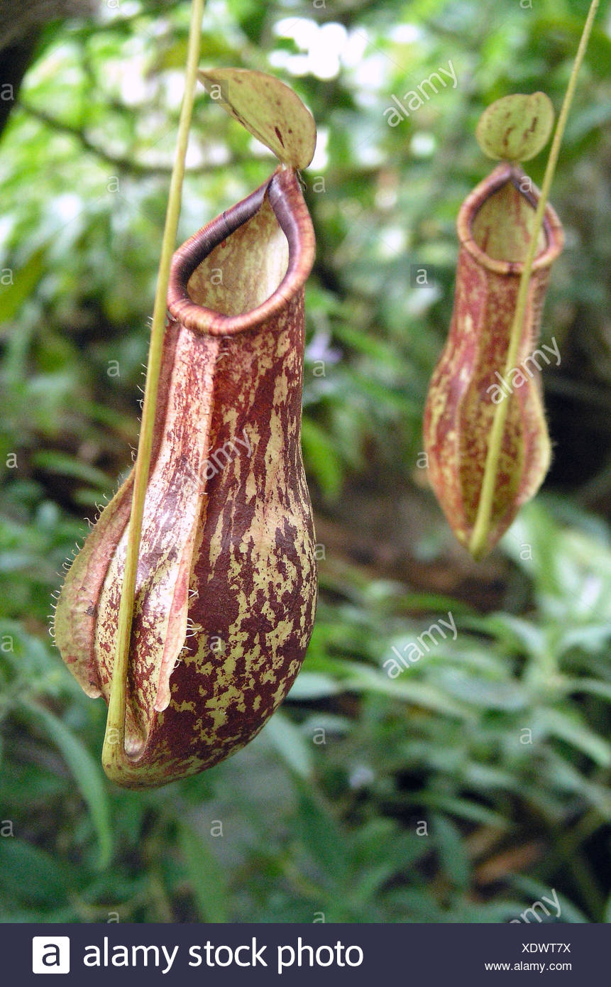 Cephalotaceae High Resolution Stock Photography and Images - Alamy
