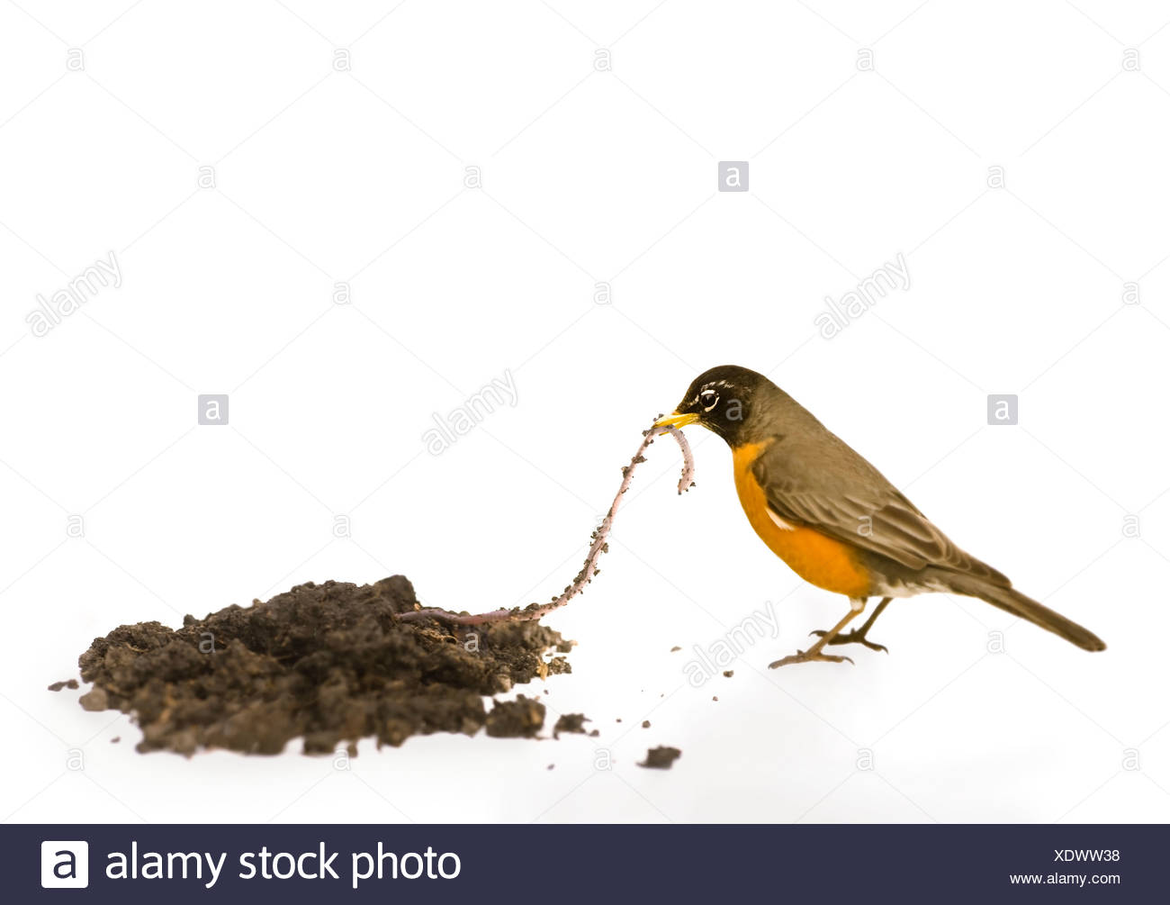 Bird Catching Worm High Resolution Stock Photography and Images - Alamy