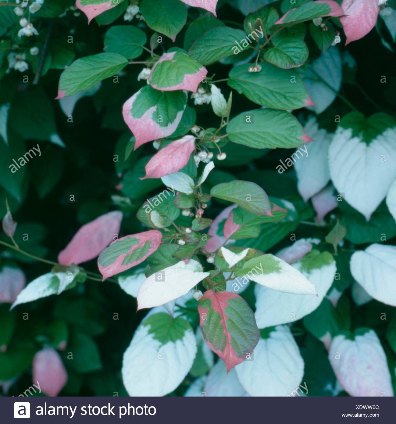 Variegated Climber High Resolution Stock Photography and Images - Alamy