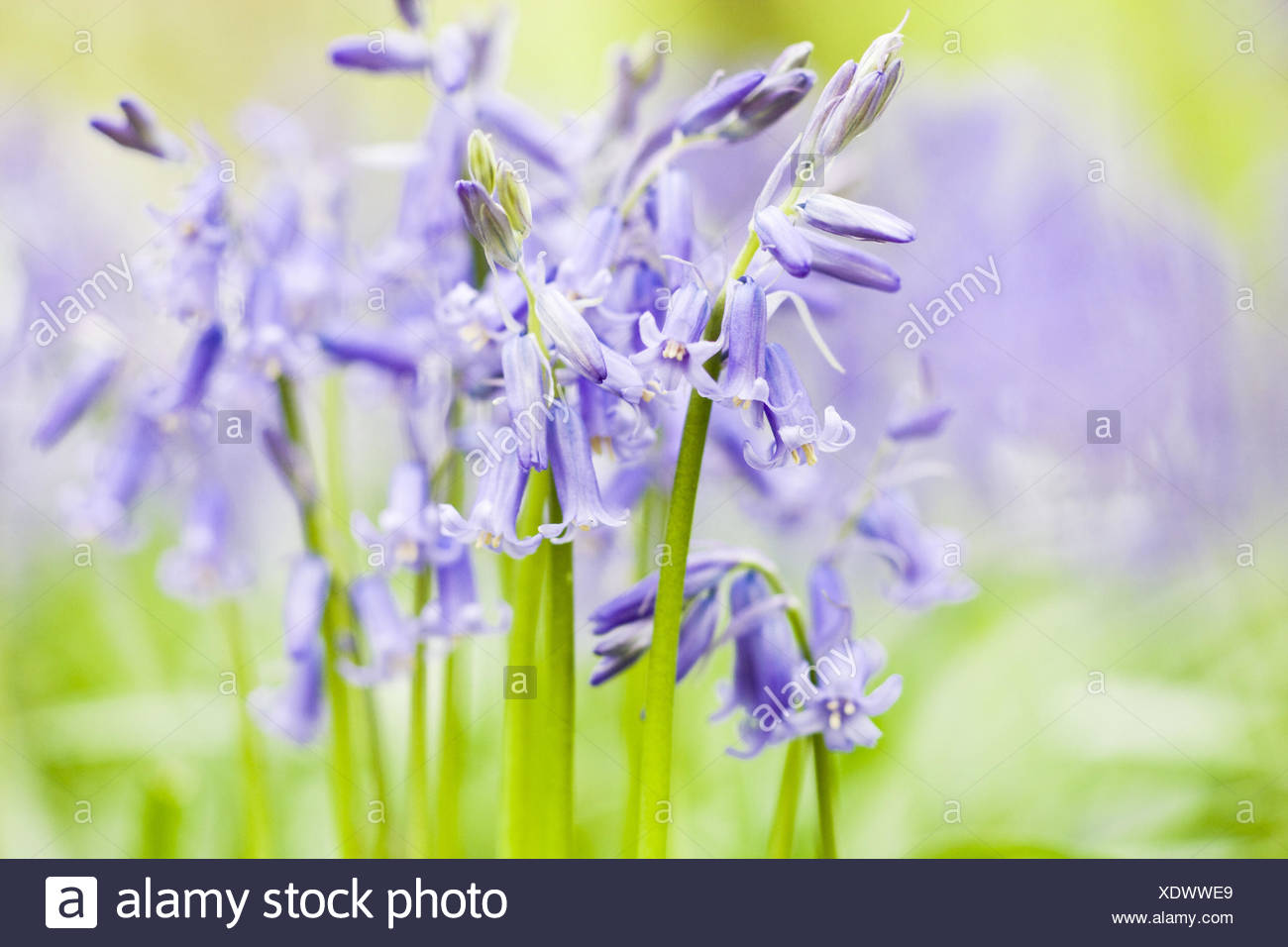 Hyacinthus Non Scripta High Resolution Stock Photography and Images - Alamy