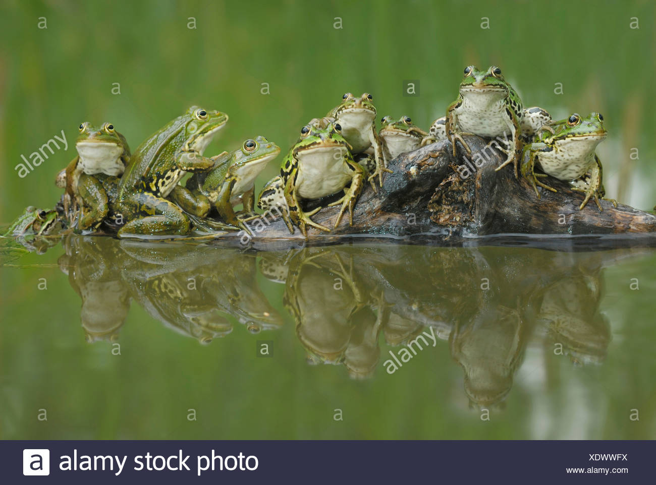 Pool Frogs High Resolution Stock Photography and Images - Alamy