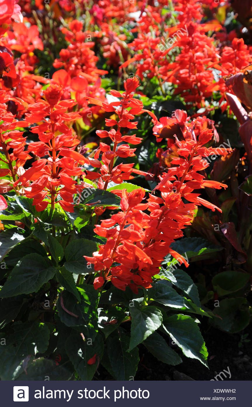 Scarlet Sage Stock Photos & Scarlet Sage Stock Images - Alamy