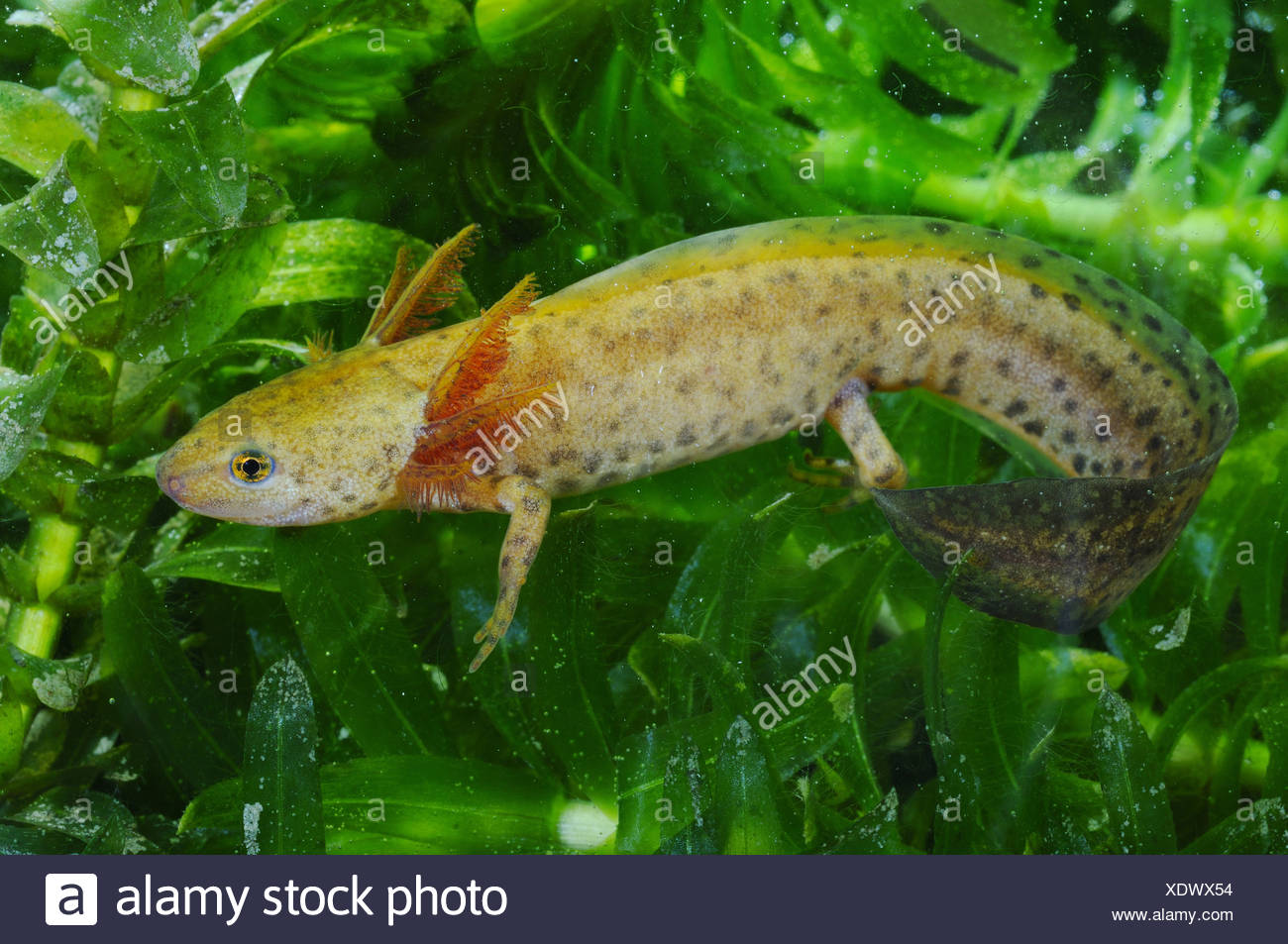 Neotenic High Resolution Stock Photography and Images - Alamy