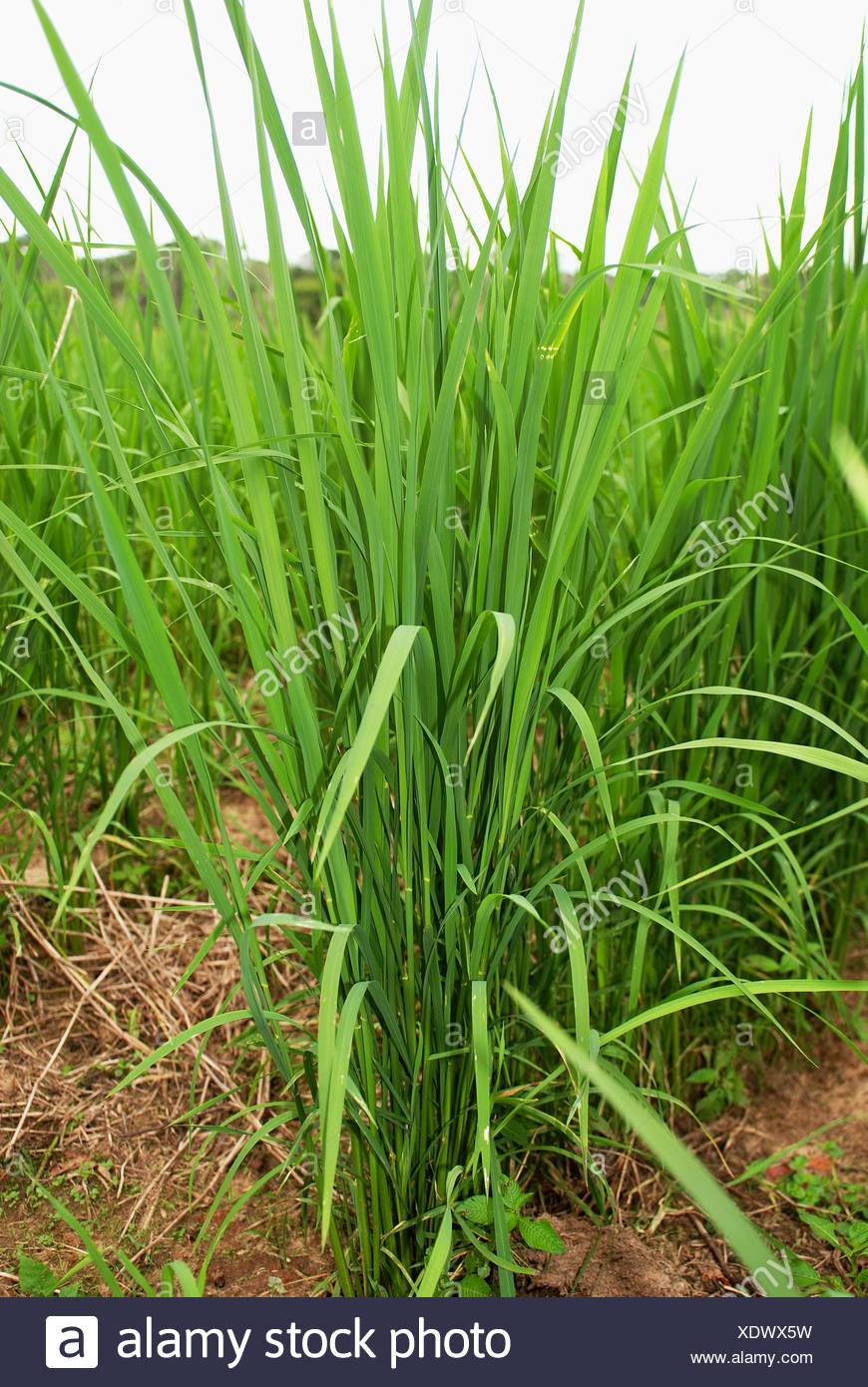 Flowering Rice Plant Stock Photos & Flowering Rice Plant Stock Images ...