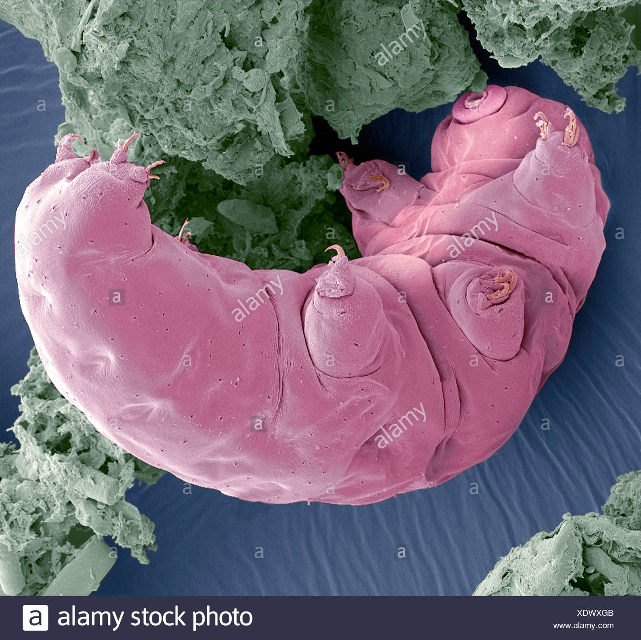 Microbiology Sealife High Resolution Stock Photography and Images - Alamy