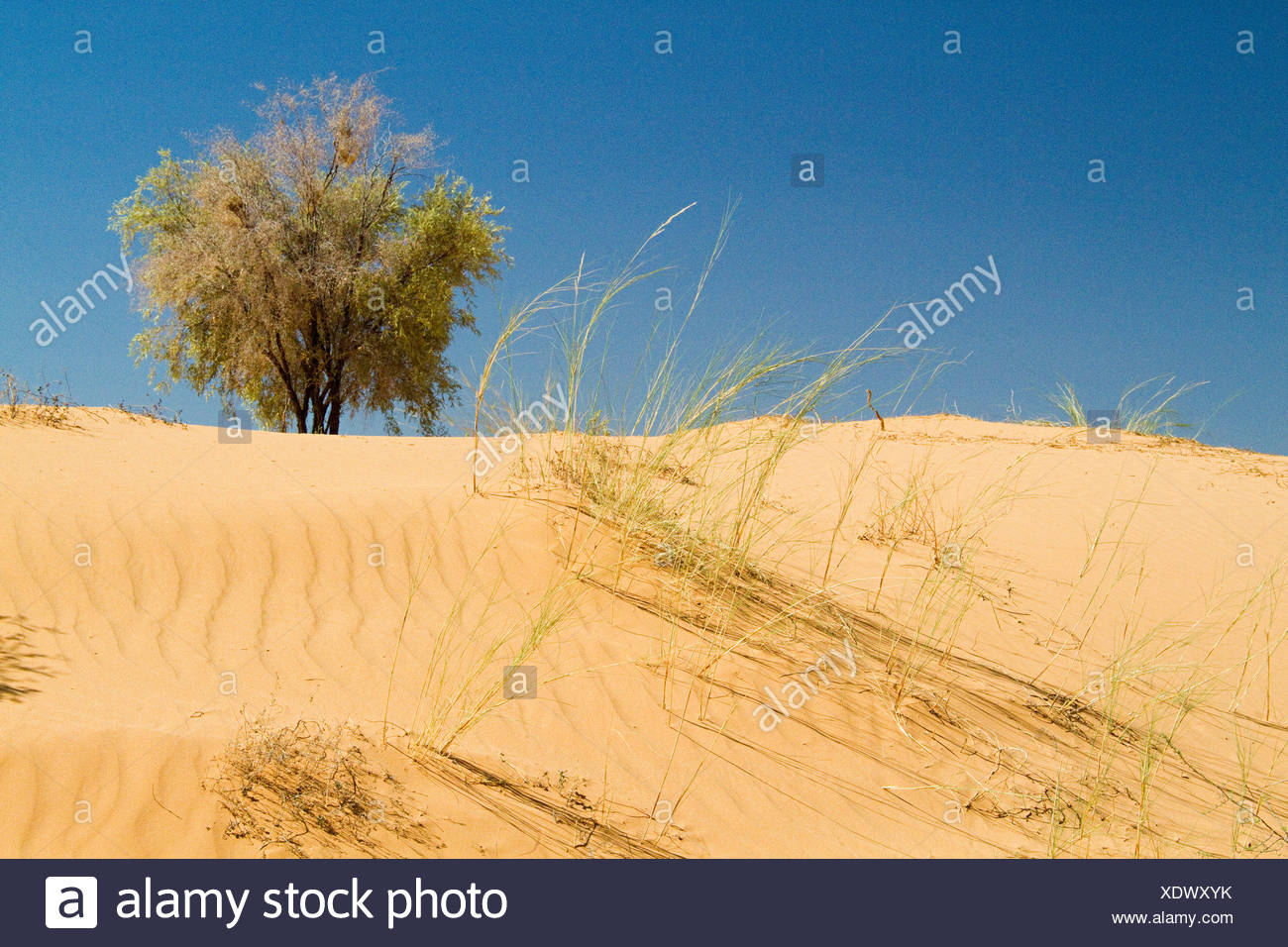 Kalahari Dunes High Resolution Stock Photography and Images - Alamy