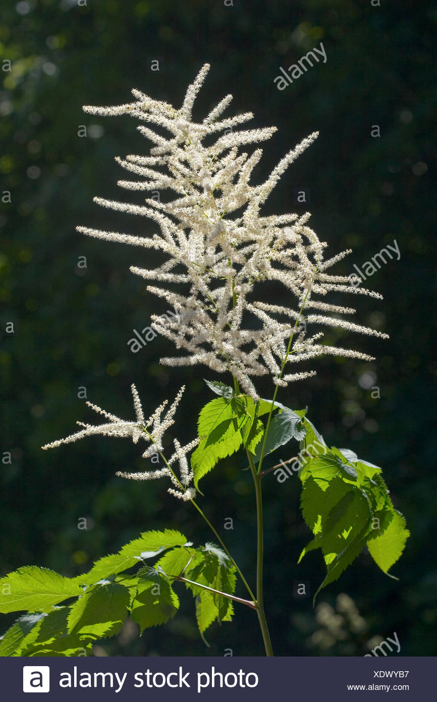 Goats Beard Stock Photos & Goats Beard Stock Images - Alamy