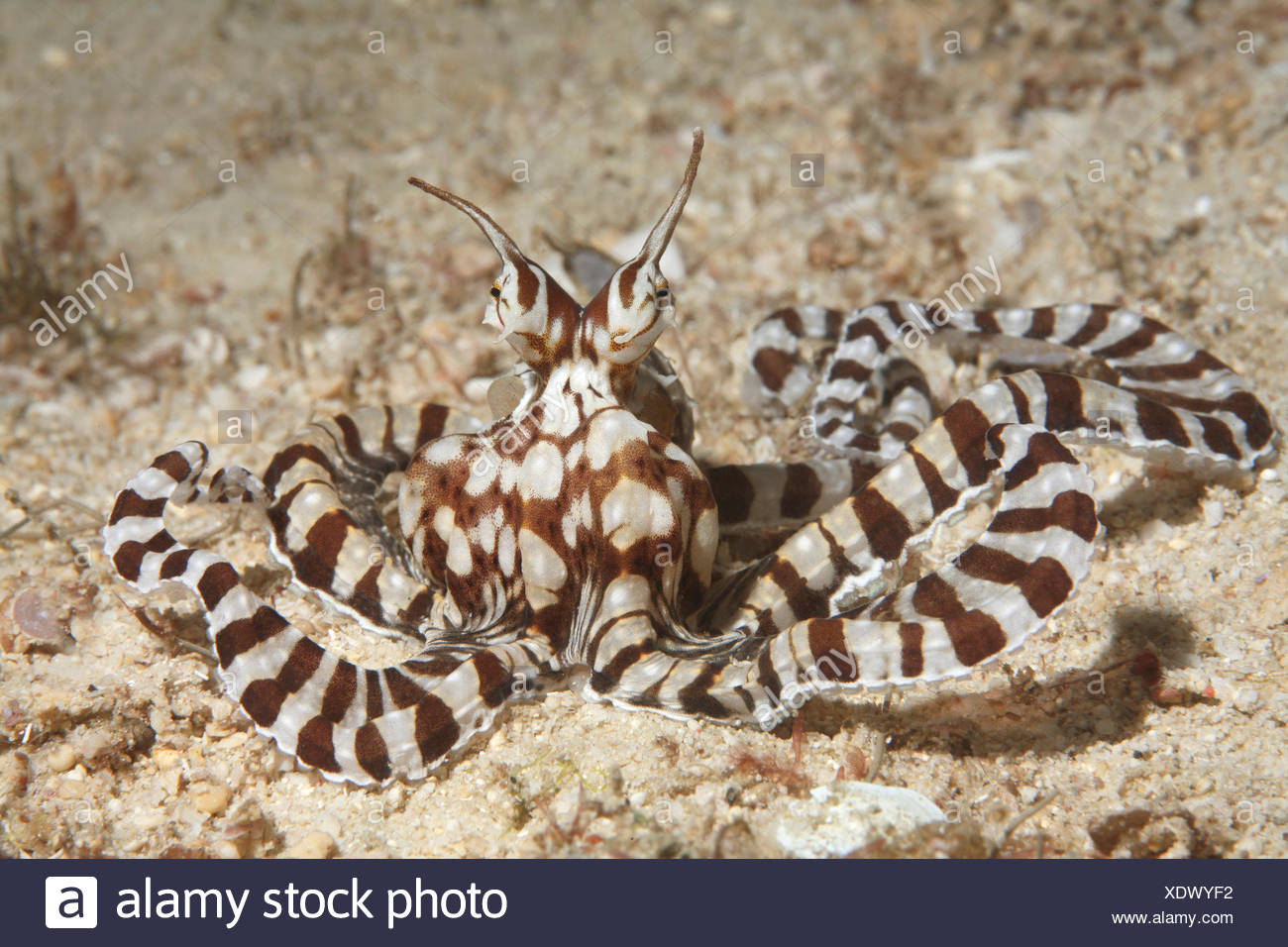 Mimicry Octopus High Resolution Stock Photography and Images - Alamy