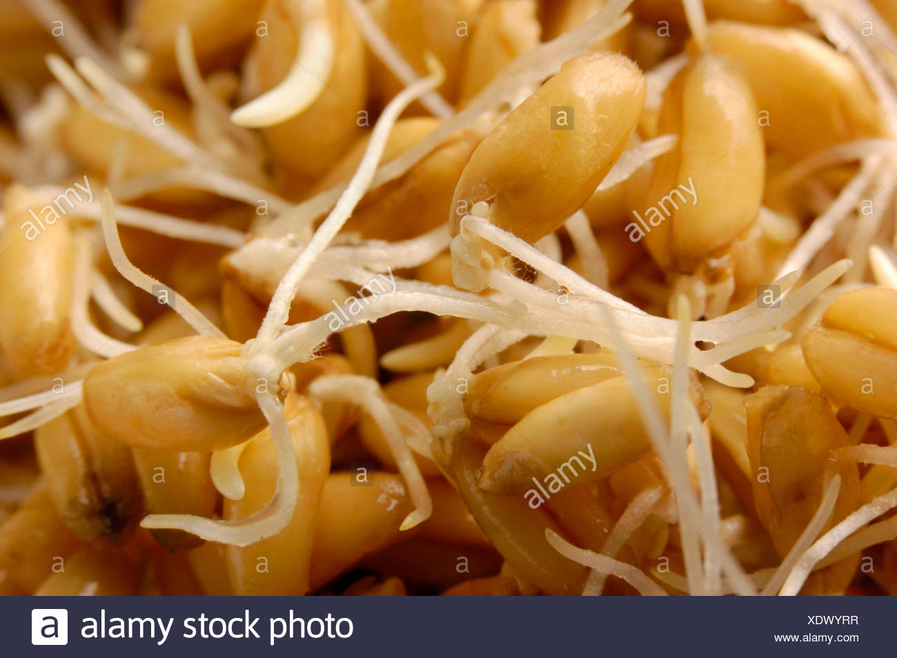 Germinating Wheat Seedlings High Resolution Stock Photography and ...